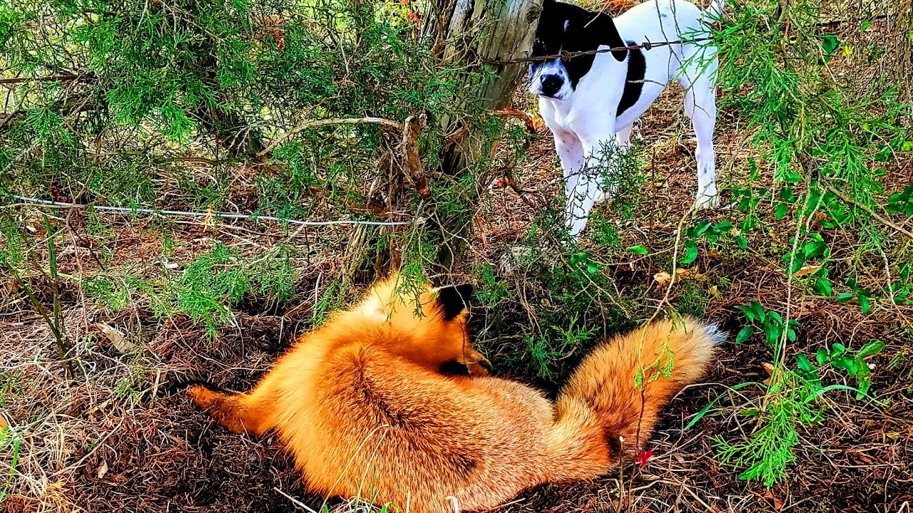 DISPATCHING this TRAPPED red FOX took 5 shots ( PREPARE YOURSELF VERY ...