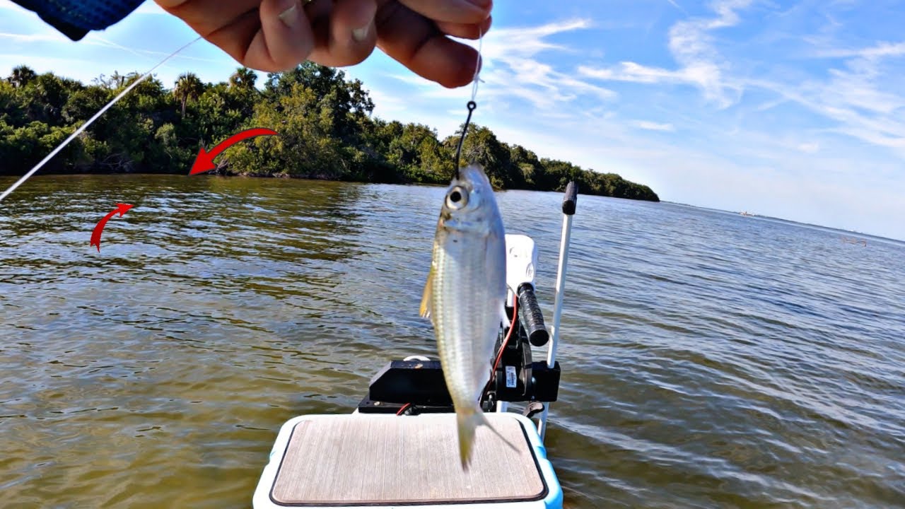 Fishing With LIVE Greenbacks for Tampa Bay SNOOK - YouTube