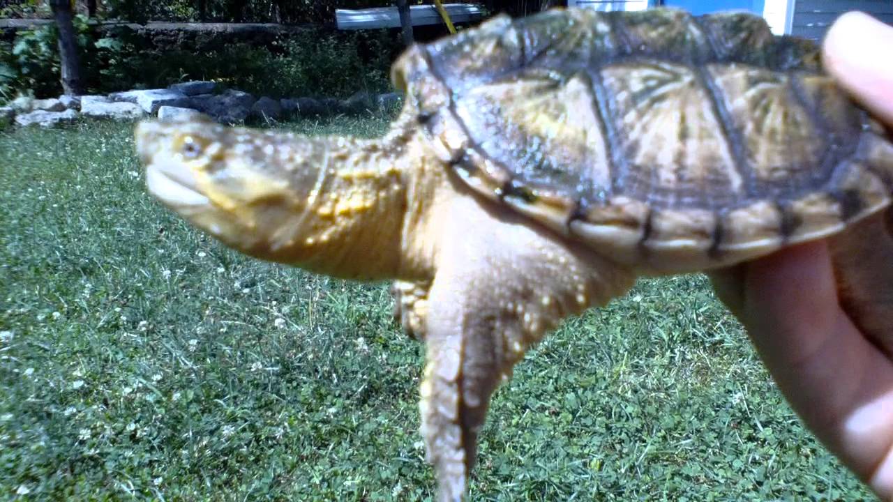 Snapping turtle bites - YouTube