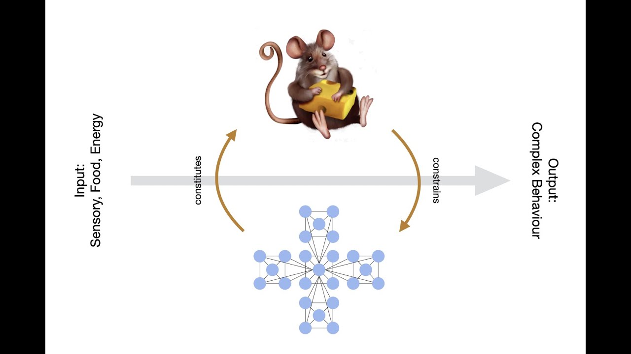 04.02 What Is a System? – Beyond Networks: The Evolution of Living ...