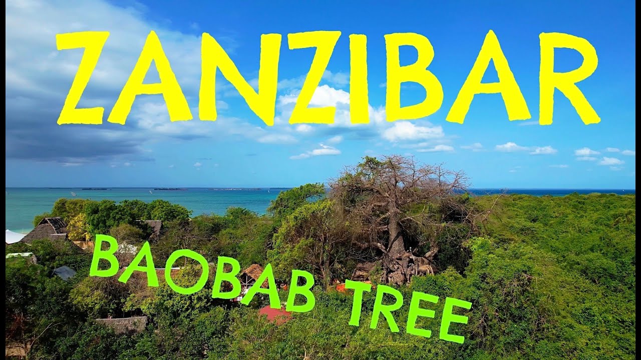 BAOBAB TREE ZANZIBAR - YouTube