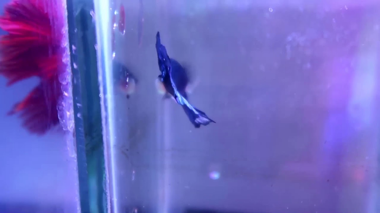 Wa 08388843541 Jantan ikan cupang / Beta fish / laga laga - YouTube