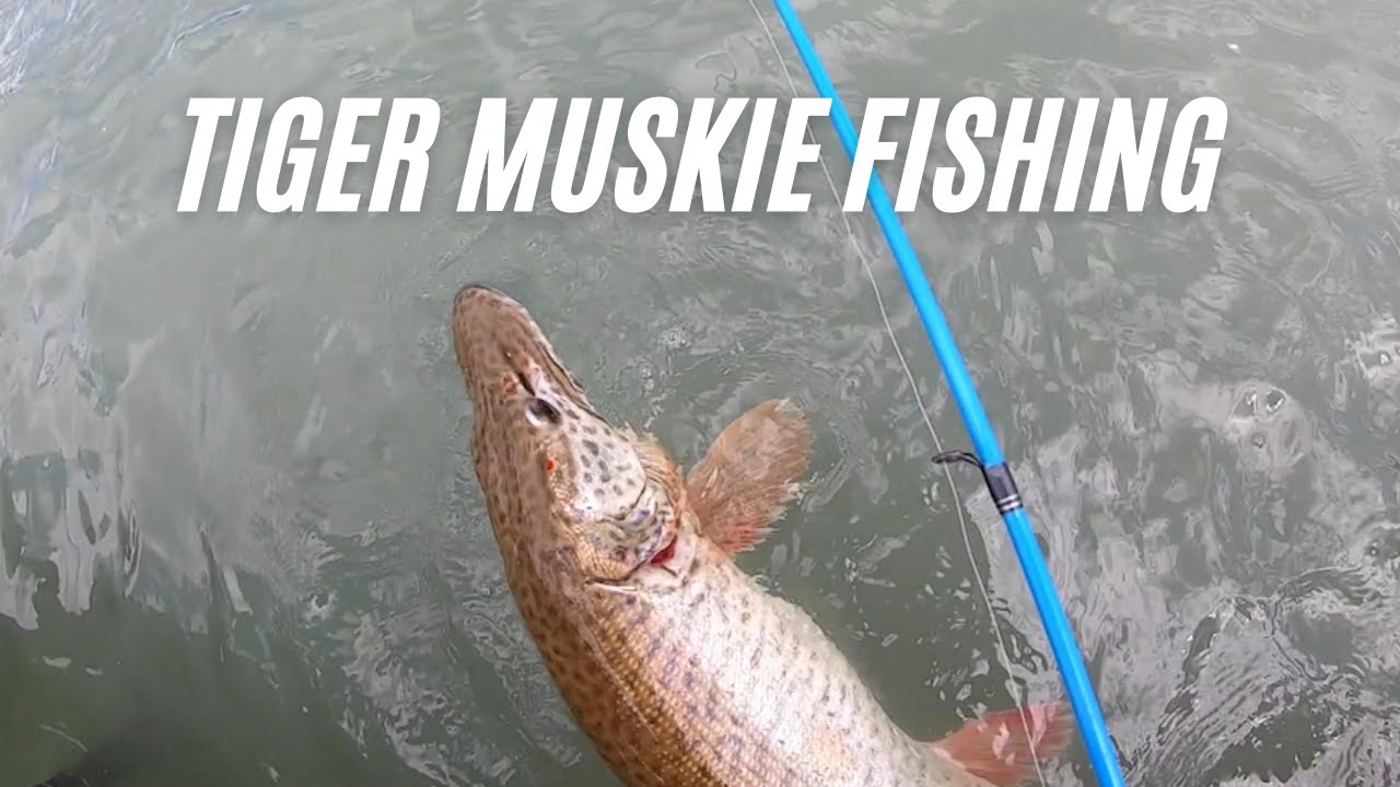 40-Inch Tiger Muskie - YouTube