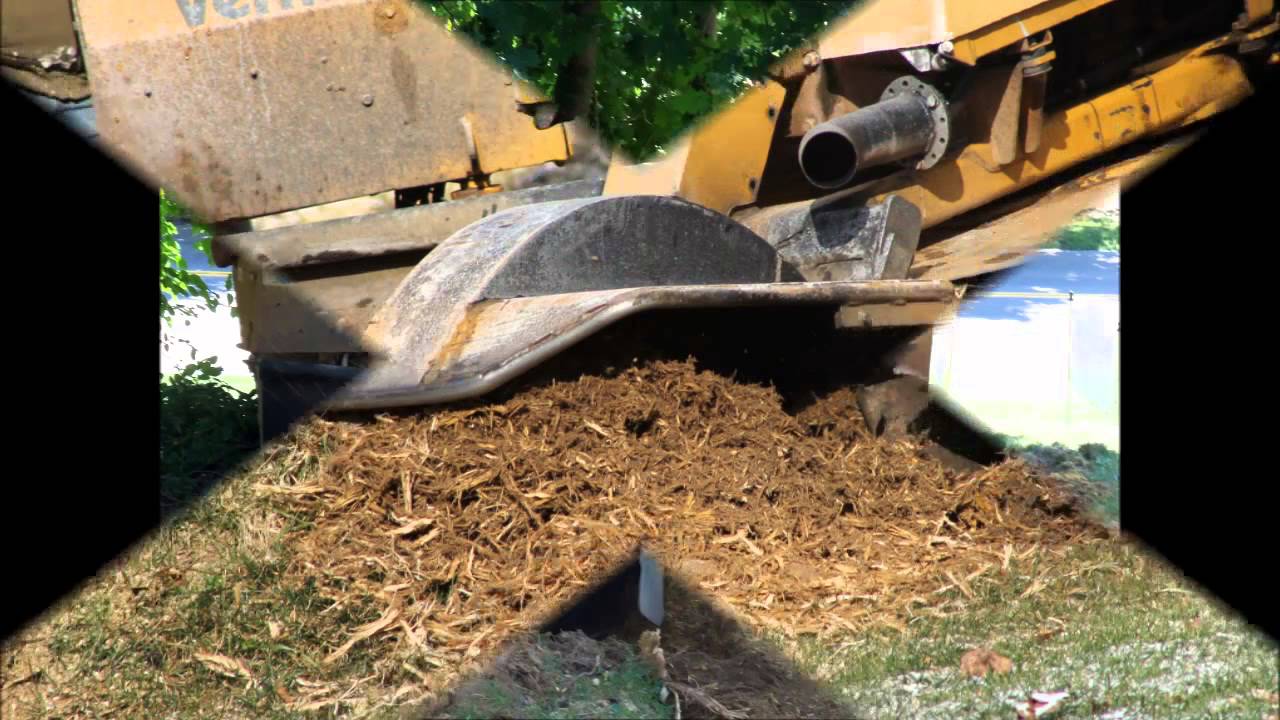 County Tree Experts ( Intro).mp4 - YouTube