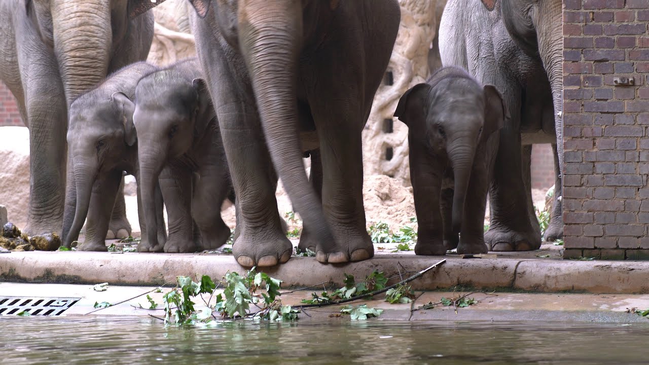 Elephant baby,bathing,inside,Zoo Videos,Zoo Leipzig, zoo baby animals ...