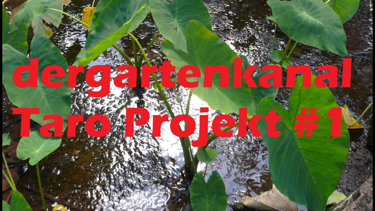 Taro selber vorziehen und Verkostung + weitere Exoten Projekte | Taro anbauen #1 - YouTube