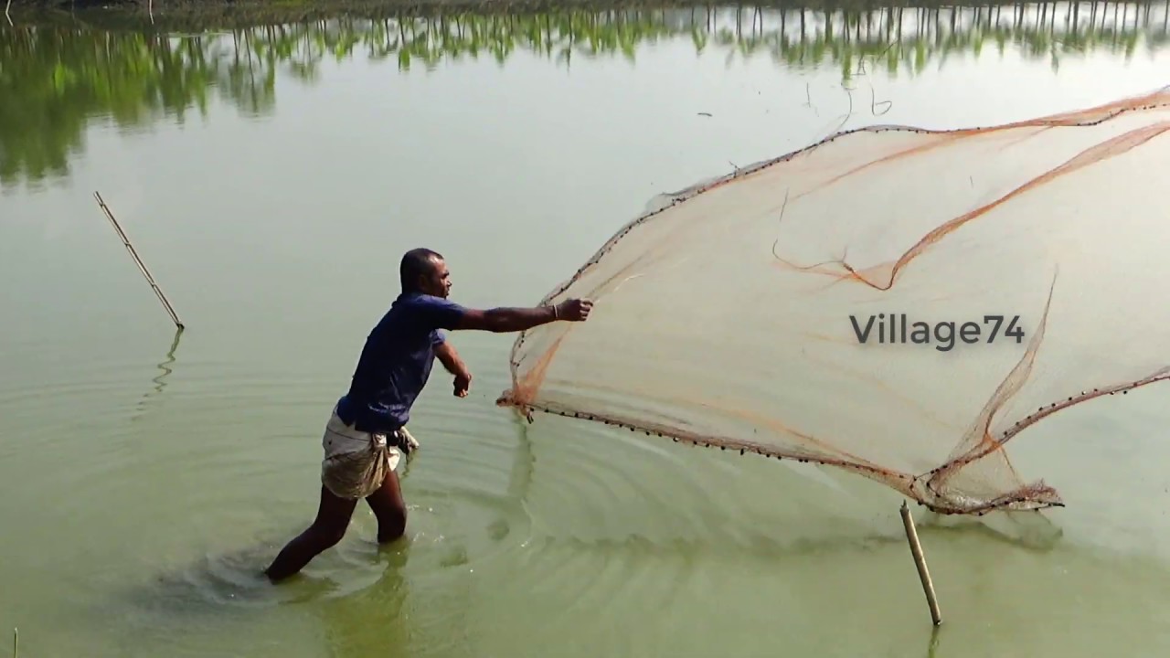 Net fishing video।Big fish hunting by cast net।Net fishing in the pond ...