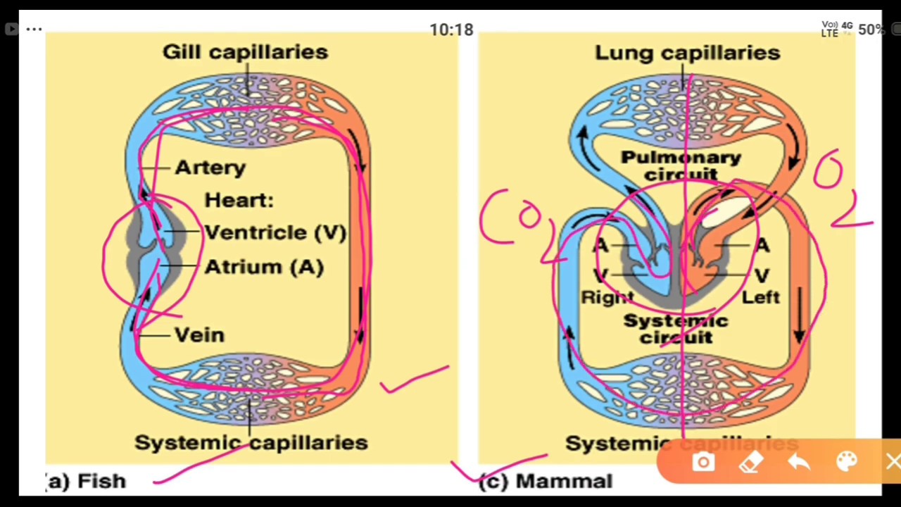 Double circulation of heart// Life Processes//Class X//Biology With ...