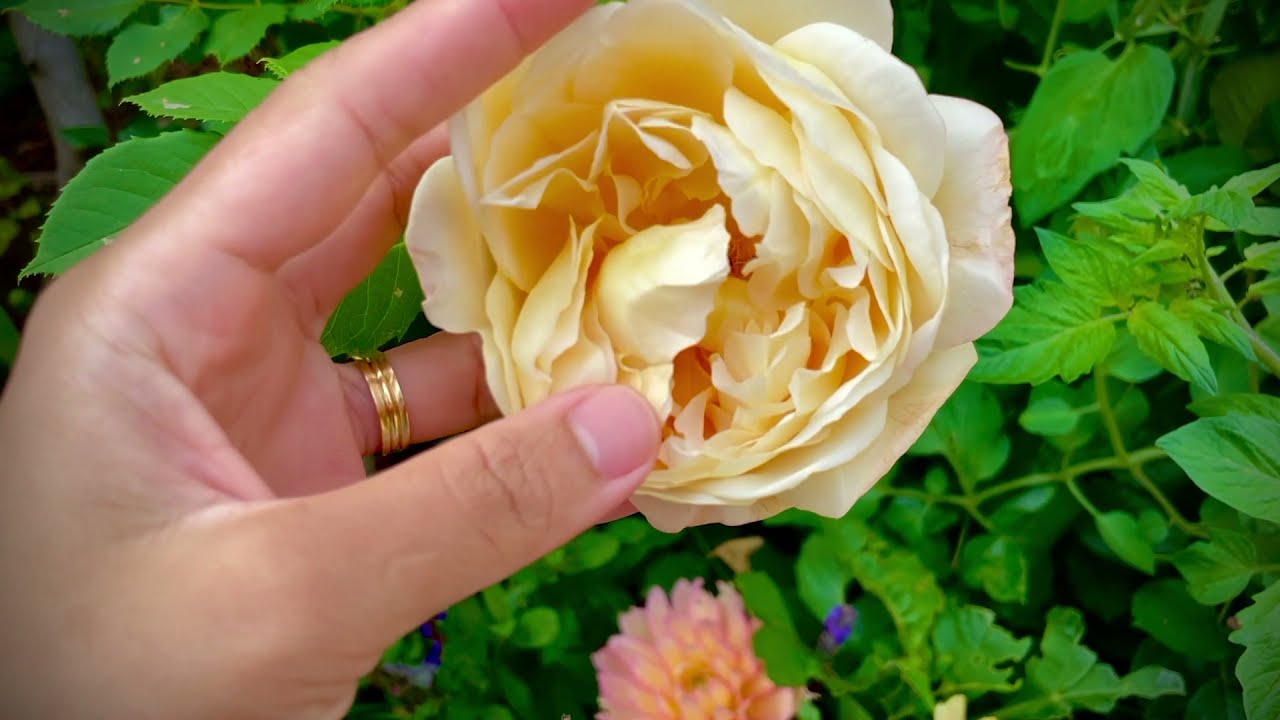 David Austin "Golden Celebration" Rose - YouTube