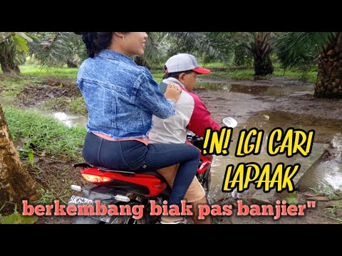 BOCIL BERKEMBANG BIAK || BANJIER BANJIER MUSIMMNYA CRAAT CROOOOOTT