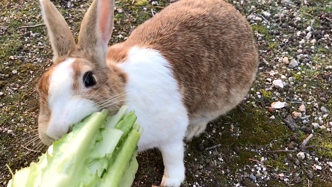 Rabbit with cute face while eating - YouTube