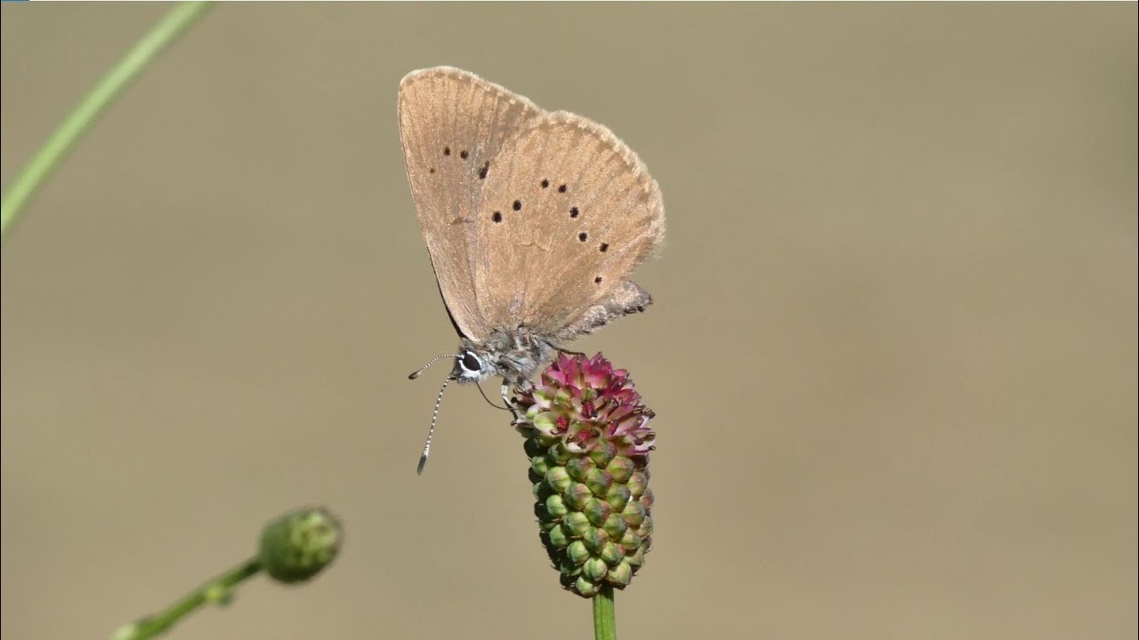 modrásek bahenní - Dusky large blue (Phengaris nausithous) - Macro [4K ...
