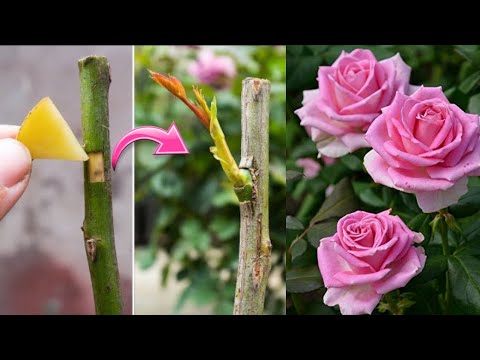 New method of grafting roses | How to graft roses very simple using ...
