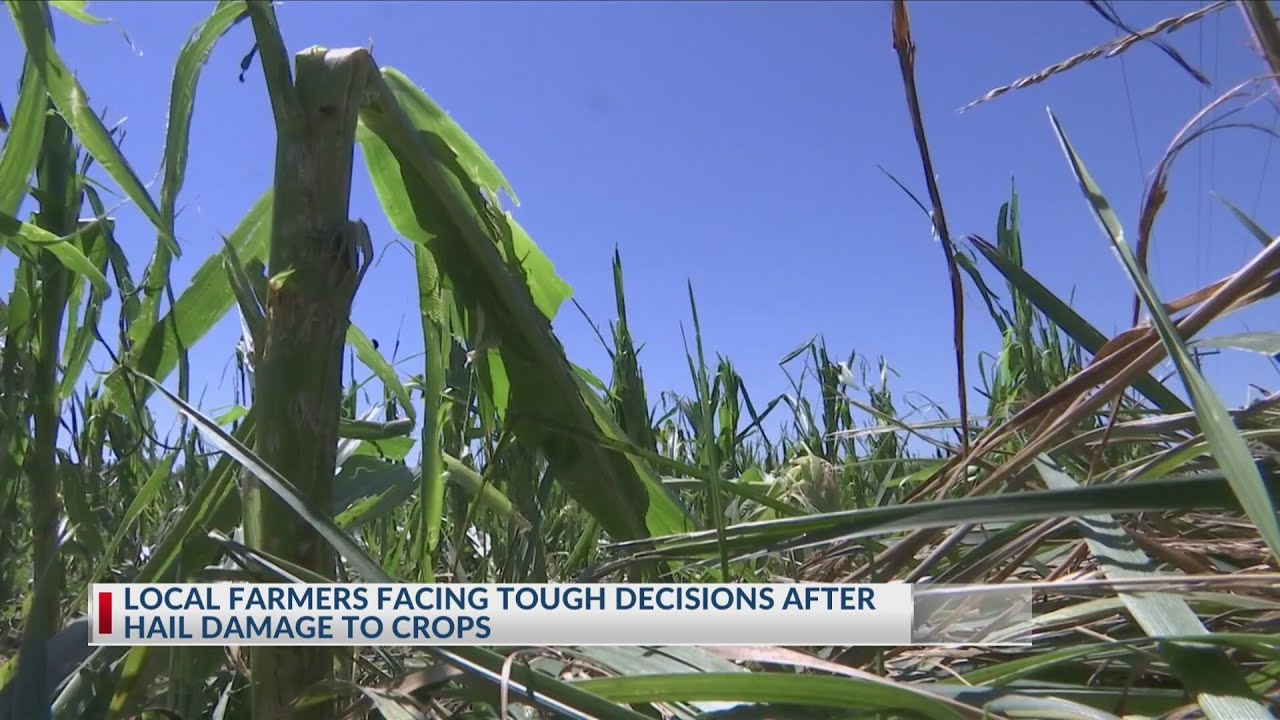 Local farmers left scrambling after hail damages crops - YouTube