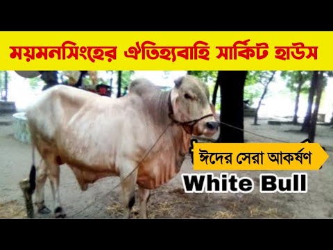 Eid Special White Deshar Bull | Circuit house best cow | সার্কিট হাউজের ...