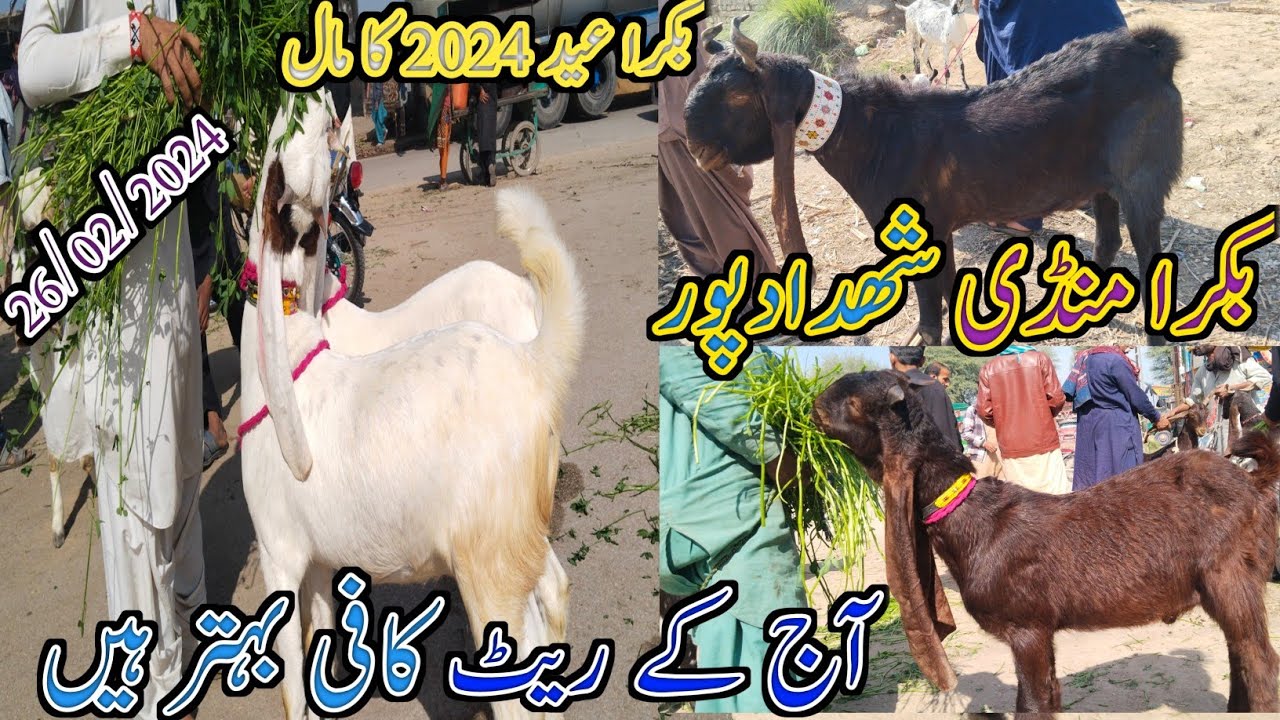 Bakra mandi shahdadpur | latest update today | mix Goat breed | date 26 ...
