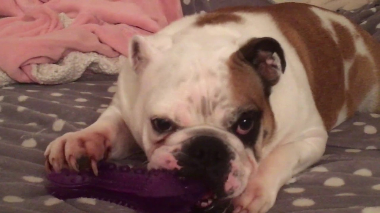 Angry bulldog 🐶🐷👿 - YouTube