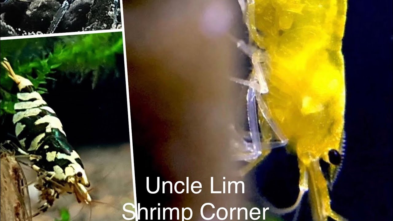 Watch and Learn ! Blue dream shrimp - berried with eggs - YouTube