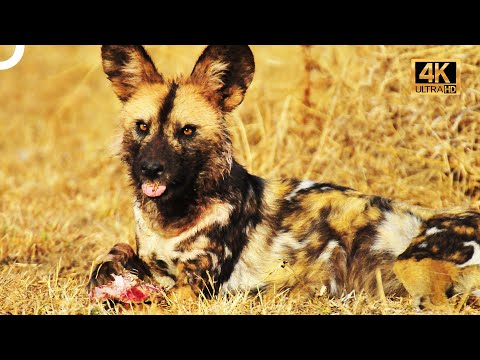 AVUSTRALYA'NIN EN VAHŞİLERİ 🔥 | TÜRKÇE DUBLAJ | 4K HAYVAN BELGESELİ