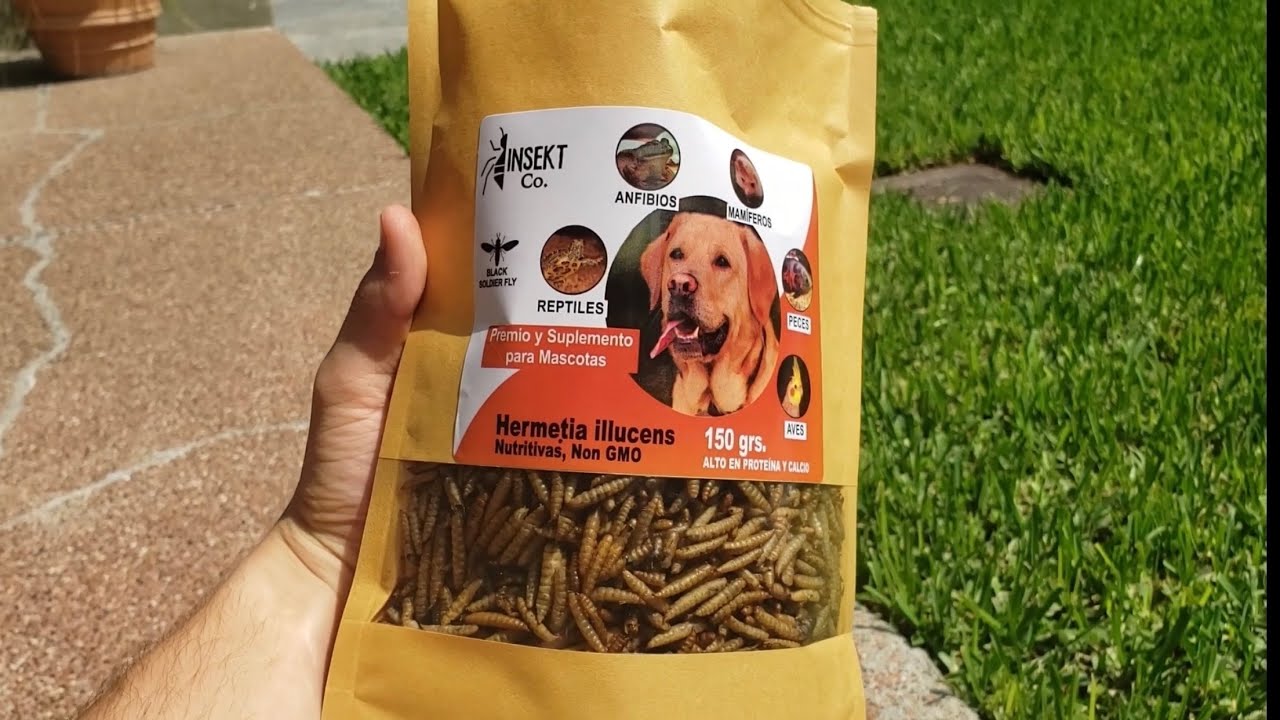 Insectos como alimento para mascotas, Insekt.Co - YouTube