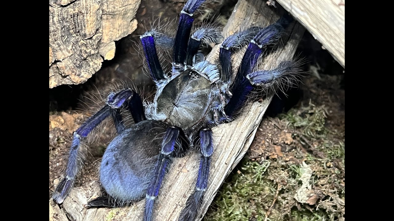 Omothymus violaceopes, Singapore Blue Double Clutch - YouTube