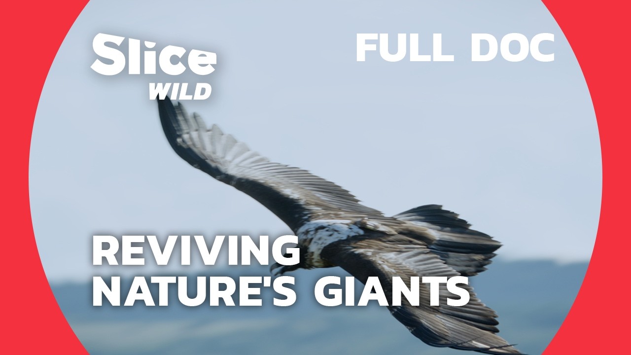 Restoring the Wild: The Bearded Vulture's Comeback | SLICE WILD | FULL ...