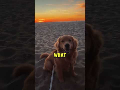 This Dog Attacked The Kids To Save Their Lives 🐶⚡️