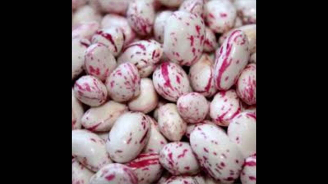 Fasulja, një produkt me vlera të shumta ushqyese. - YouTube