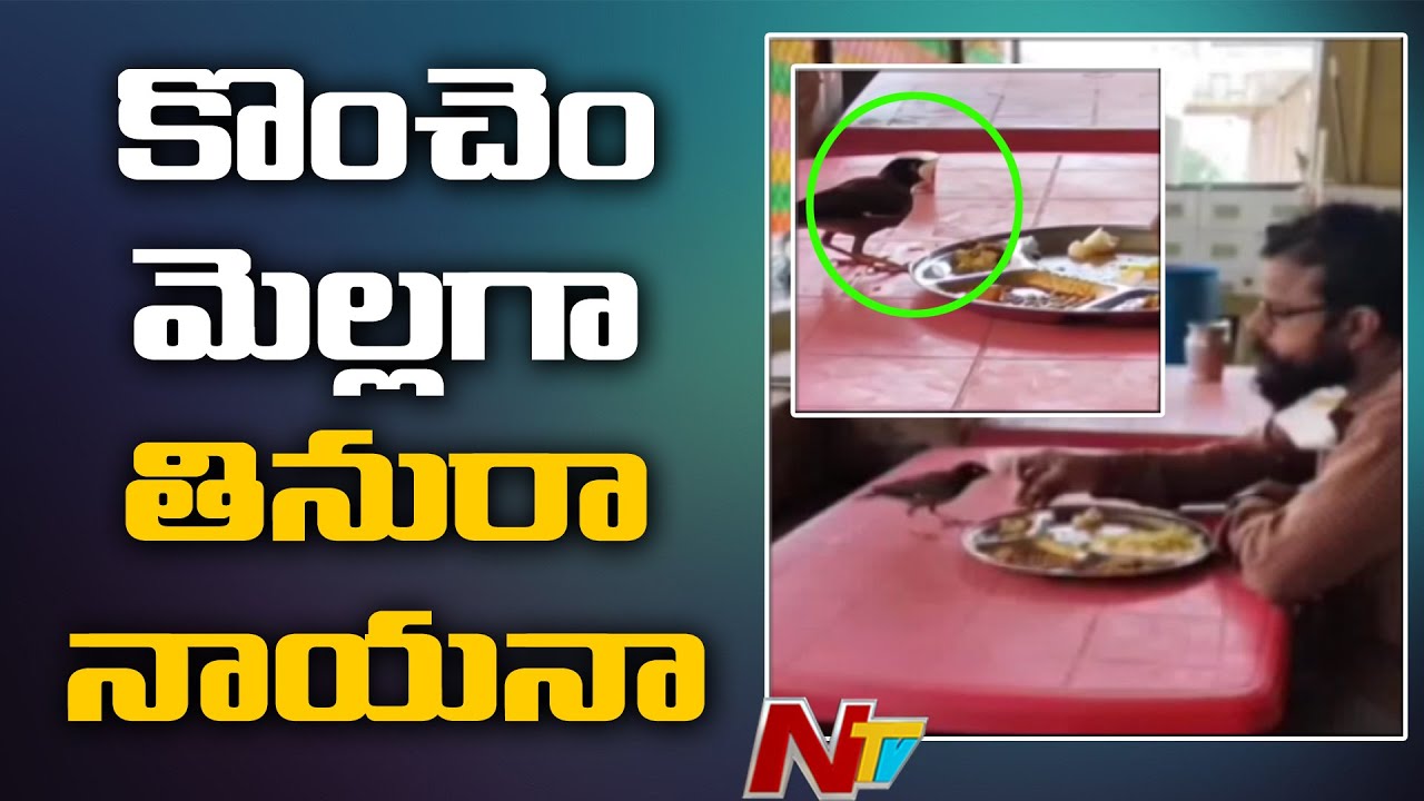 Man and Bird Eat Food In Same Plate l Heart Touching Video l Viral ...