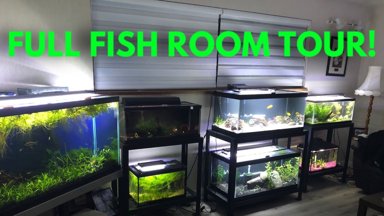 FULL FISH ROOM TOUR 2020!!! ALL MY TANKS - YouTube
