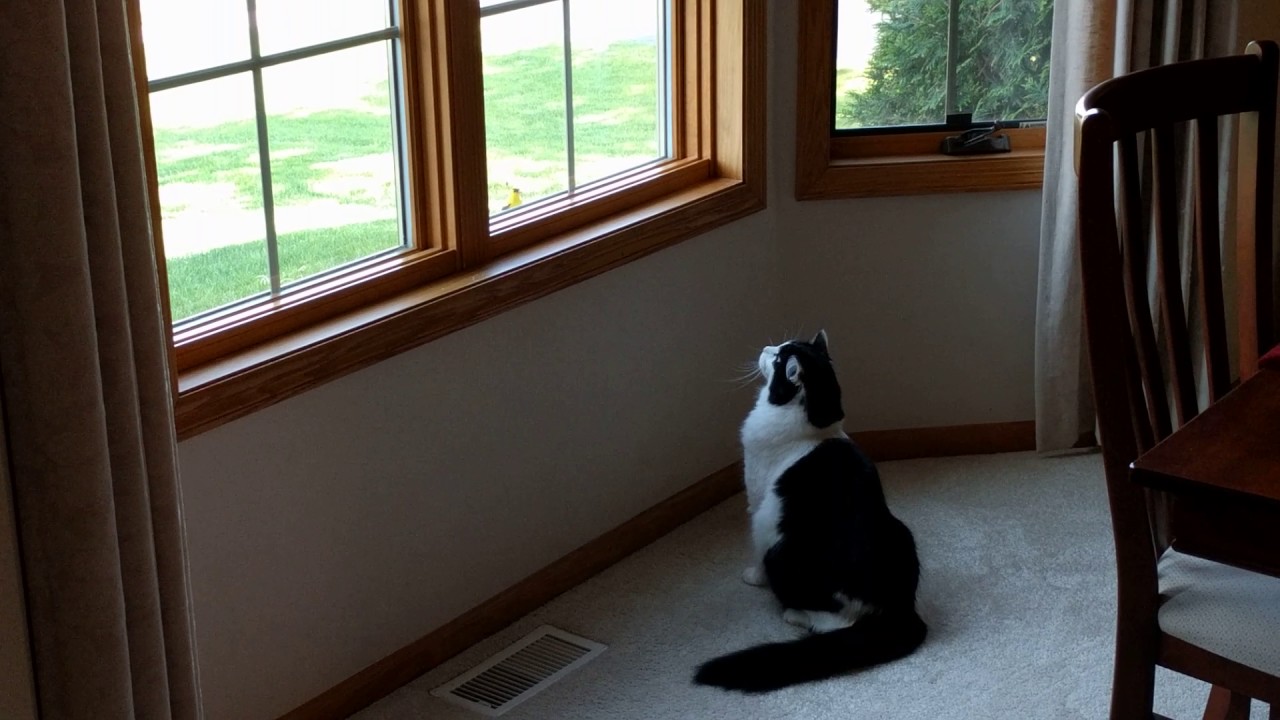Bird Taunting Cat - YouTube