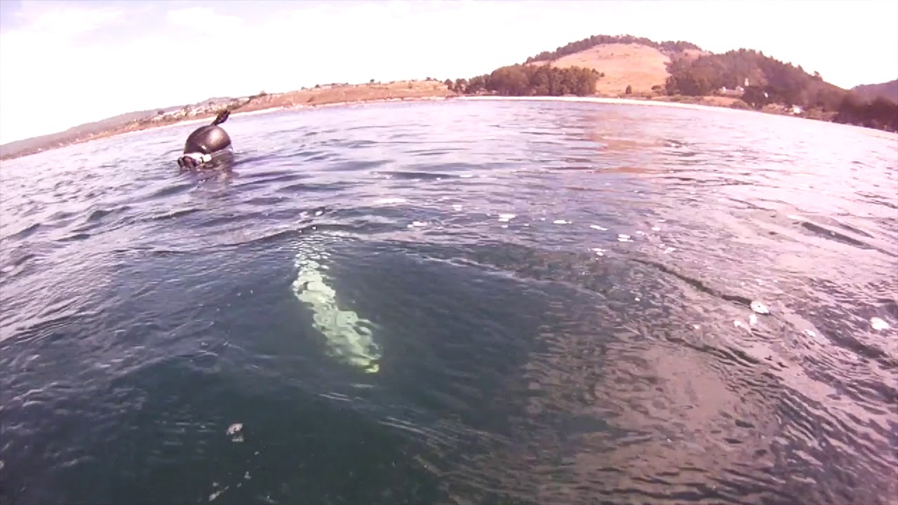 Monastery Beach Dive - YouTube