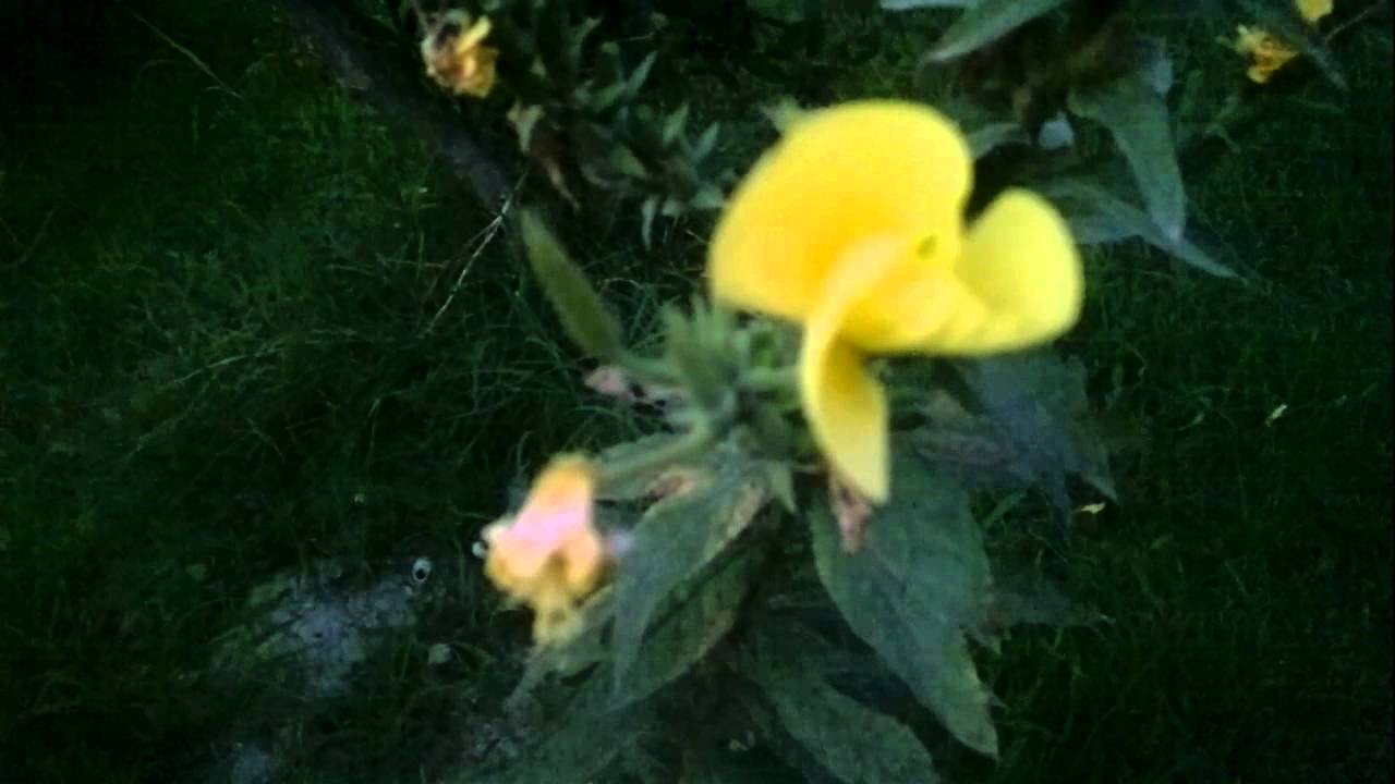 A flower blooming in every Azan in Azerbaijan - YouTube