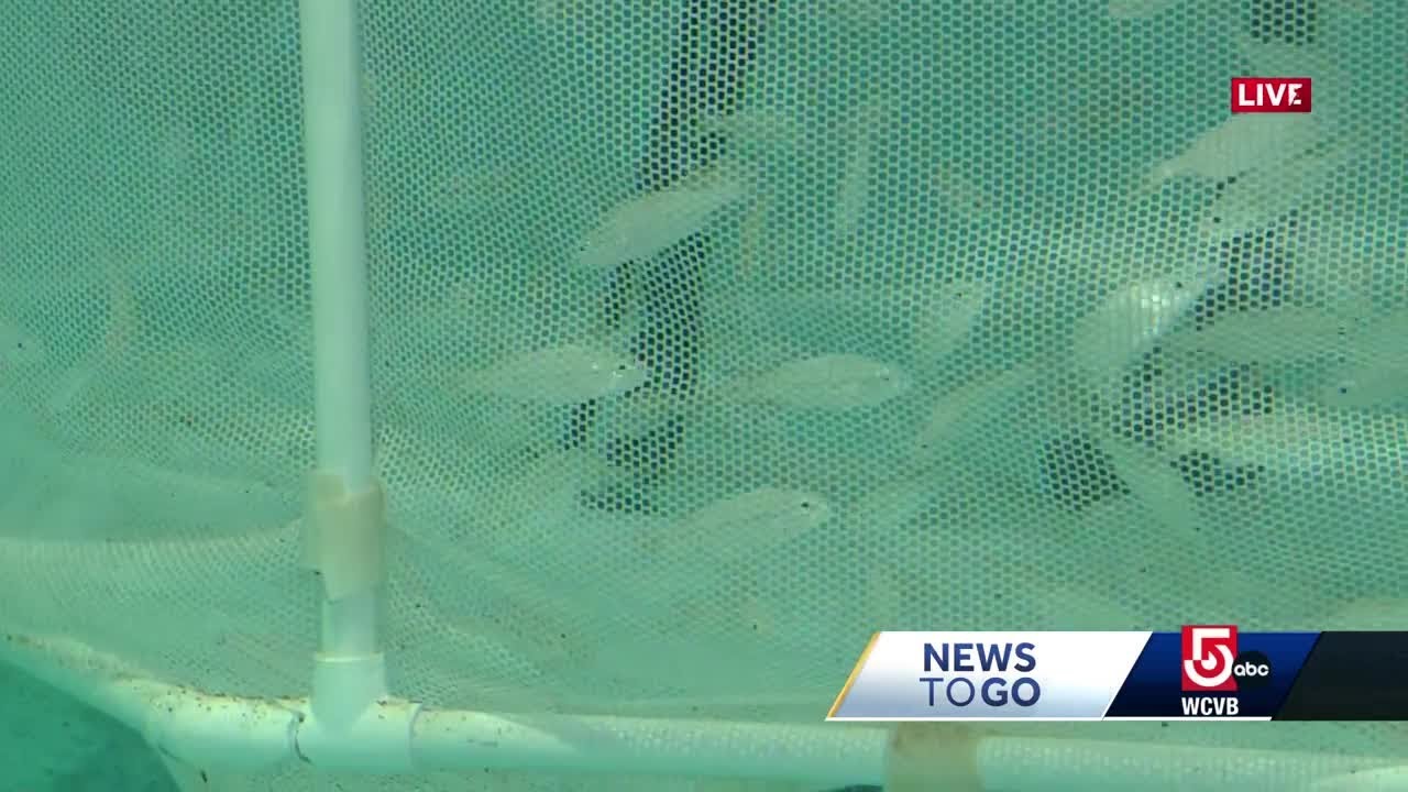 Hundreds of fish headed to NY from Mass. breeding program - YouTube