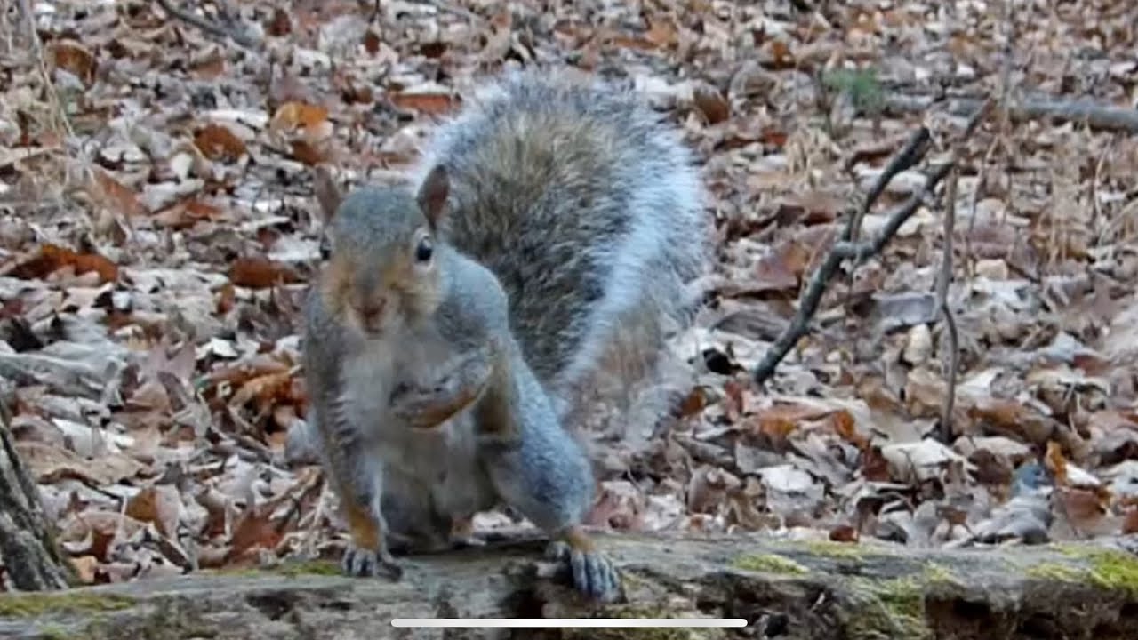 Squirrels are quite curious! Gray Squirrel at 3 yards! - YouTube