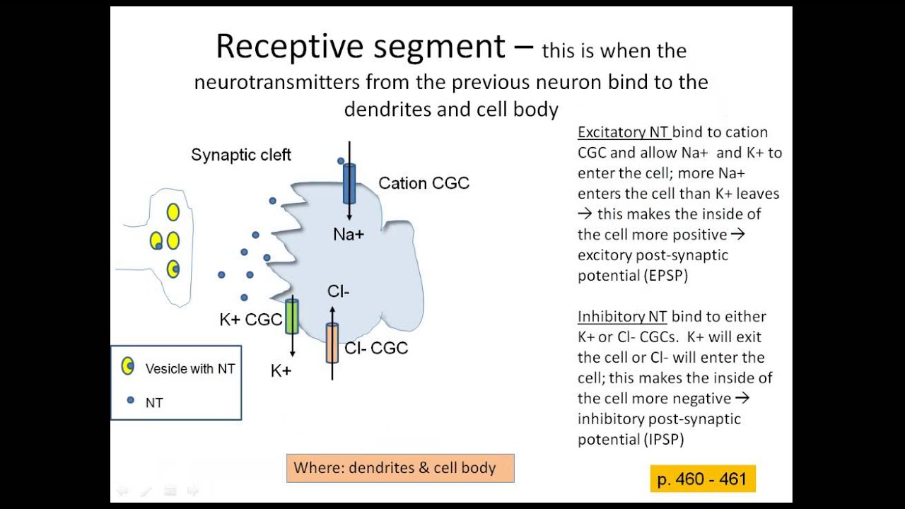 Neuron physiology 1 - YouTube