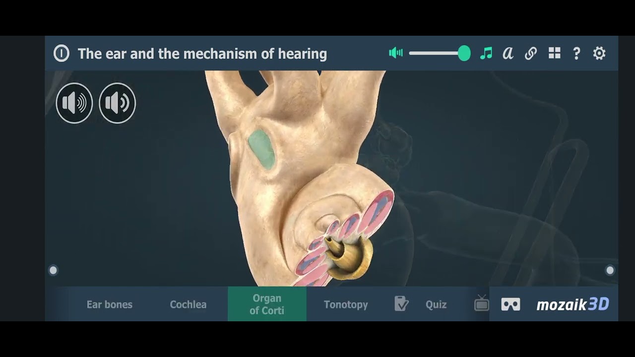 the ear and the mechanism of hearing - YouTube