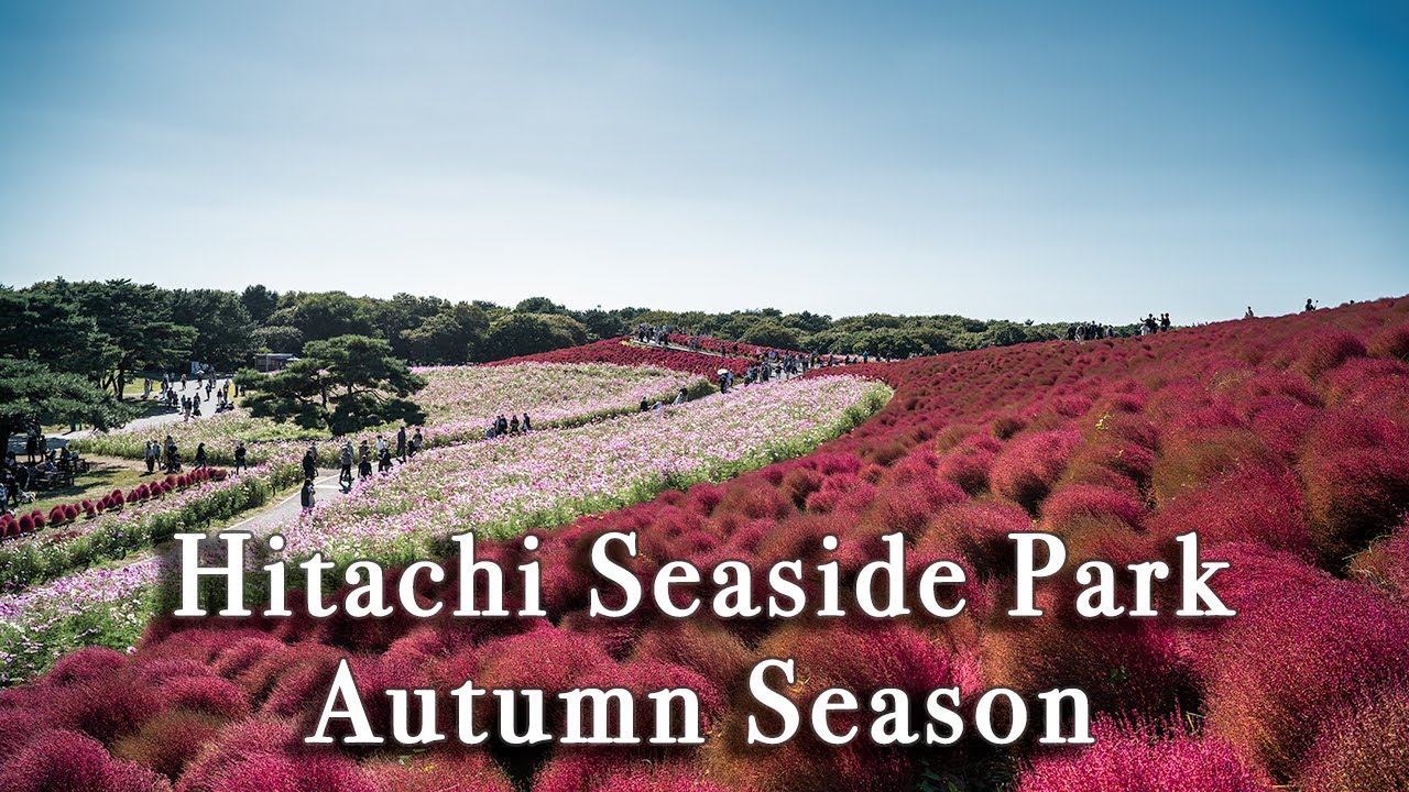 Hitachi Seaside Park Japan in Autumn【Full Tour in 4k】 - YouTube