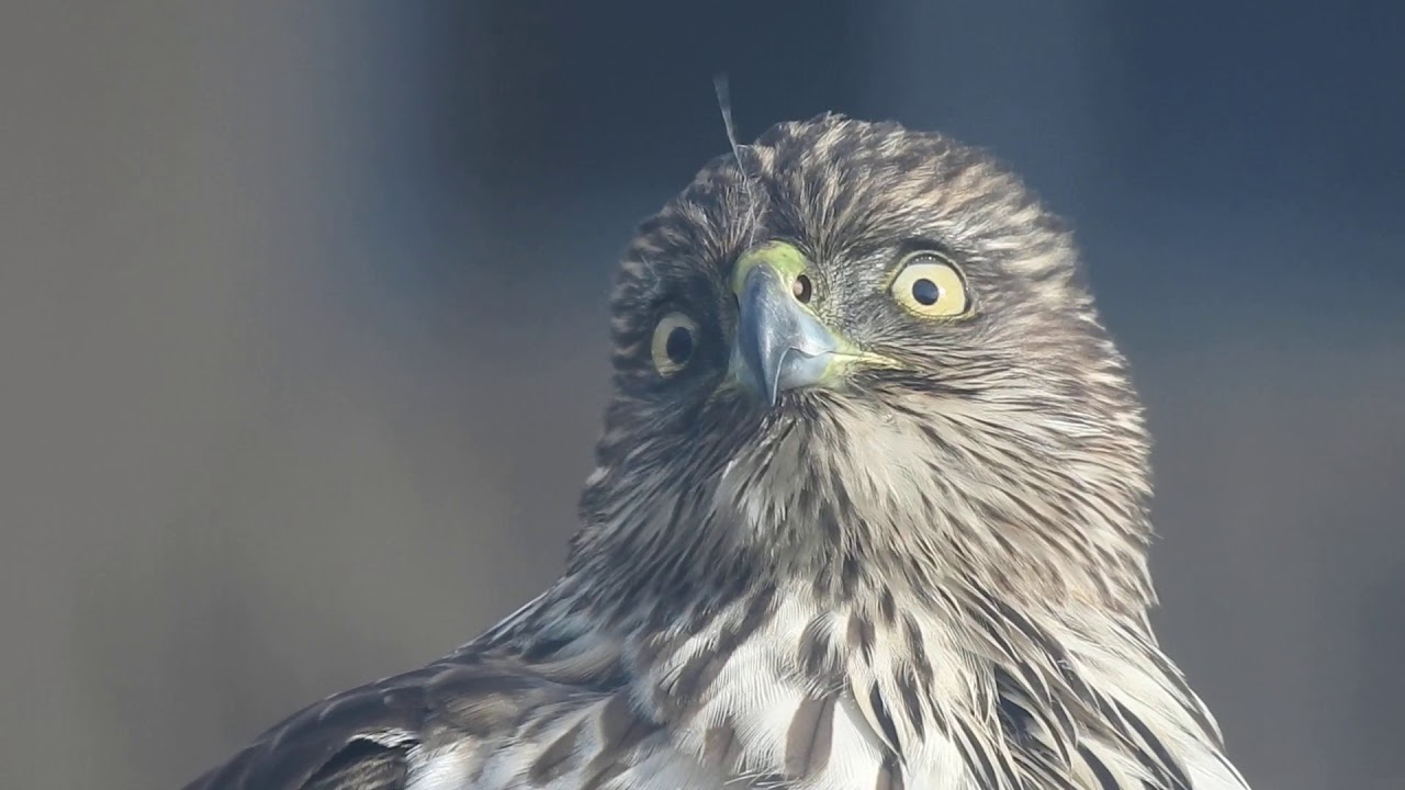 Close up hawk - YouTube