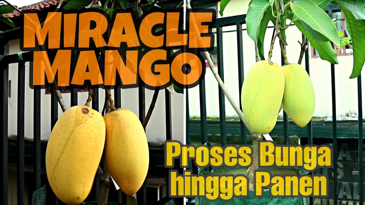 Amazing How to Grow Mango on containner Tabulampot Mangga chokanan ...