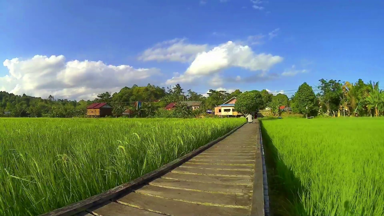 Sawah wonotirto Samboja drone view - YouTube