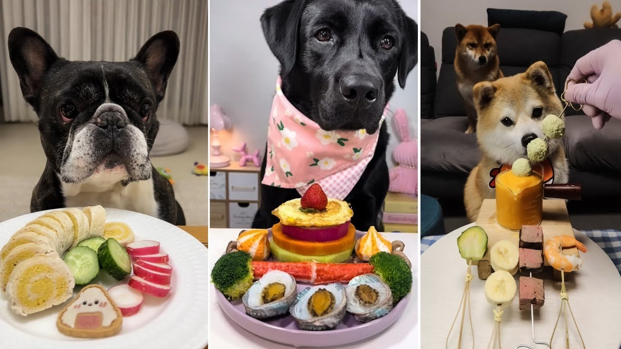 French Bulldog, Shiba Inu & Labrador Try Unique Foods | Dog eating food ...