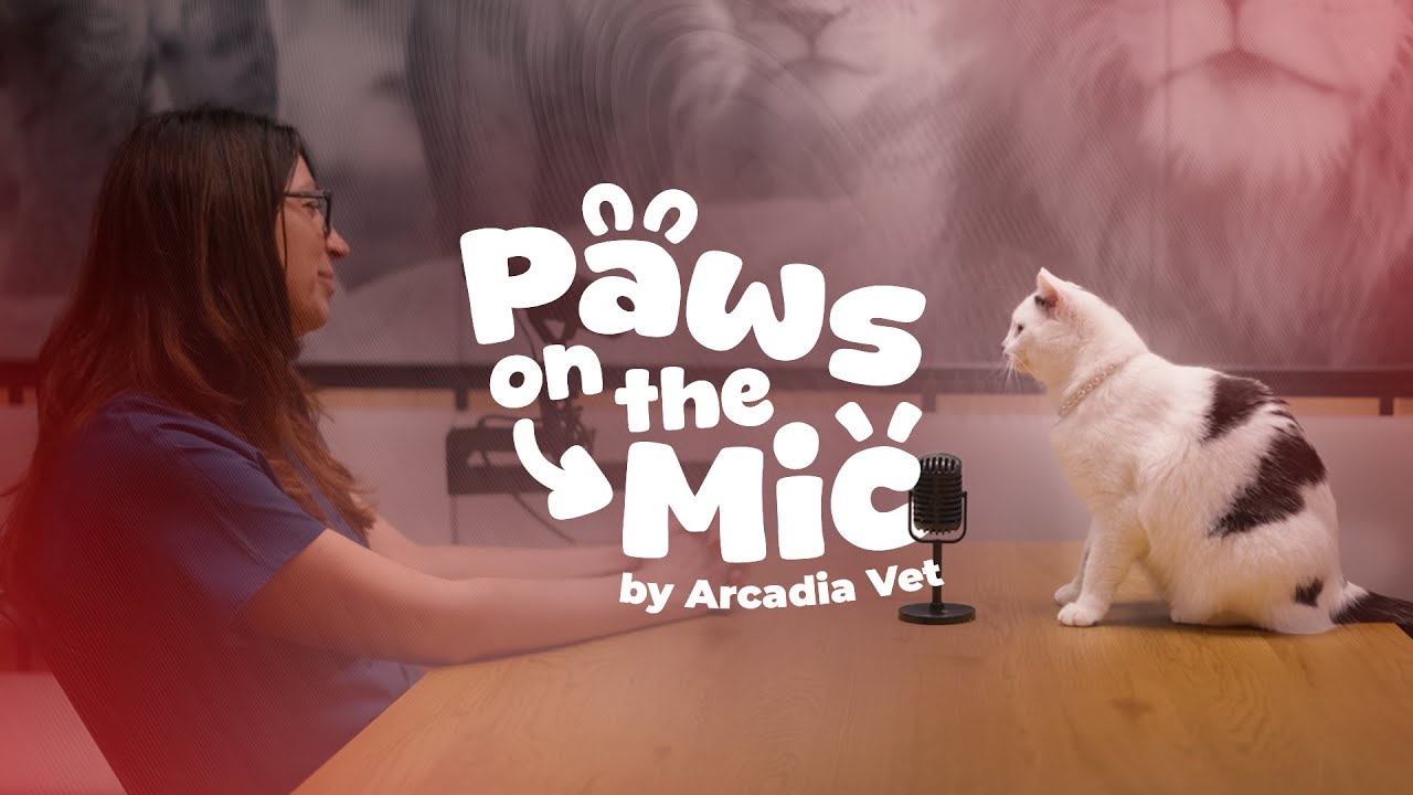 Paws on the Mic – episodul 1 | Mit sau adevăr în medicina veterinară ...