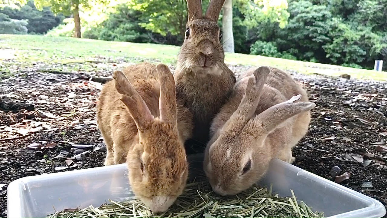 The rabbit in the middle has very good posture! - YouTube