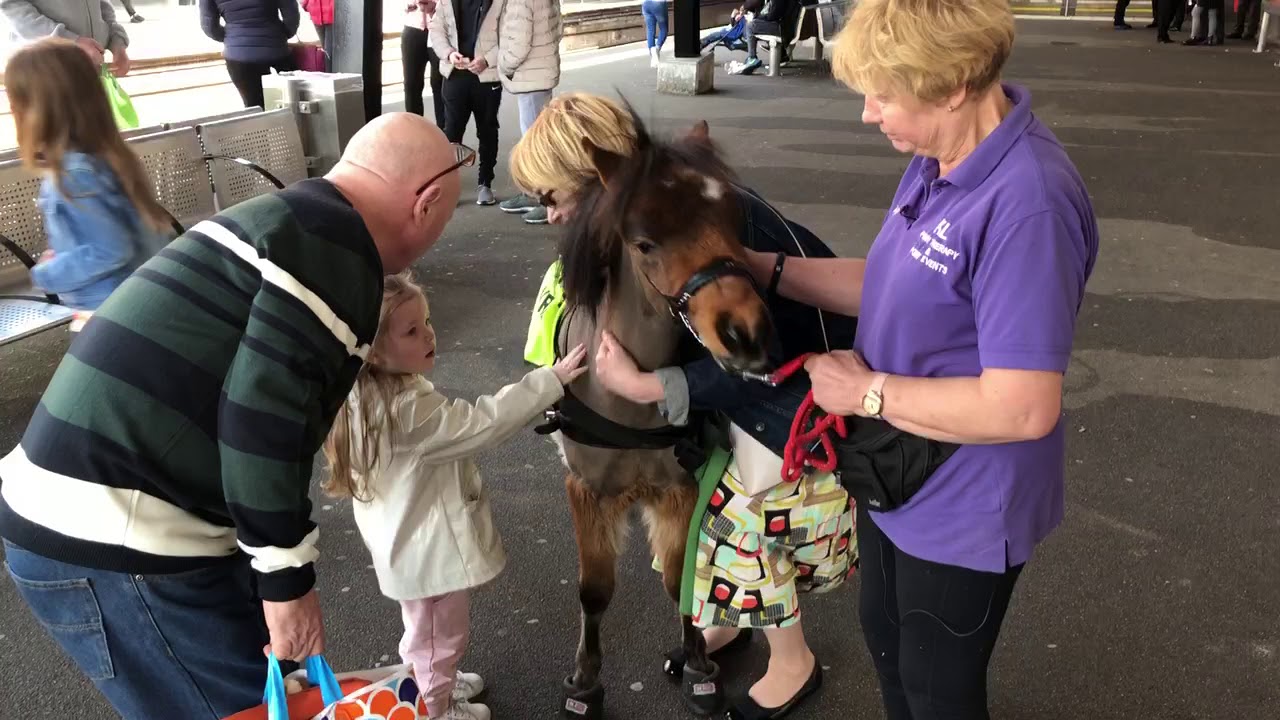 Digby the guide horse meets passengers at North Shields Metro station ...