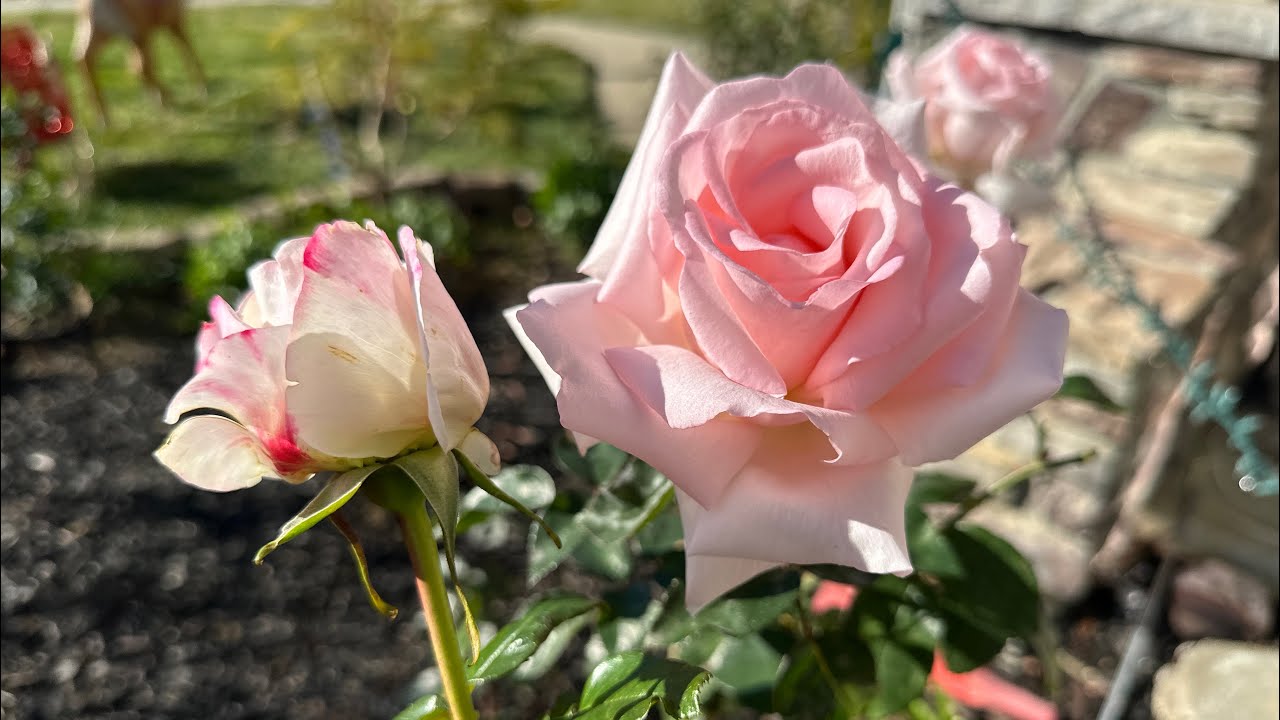 Pink Promise Rose - January 2025 - YouTube