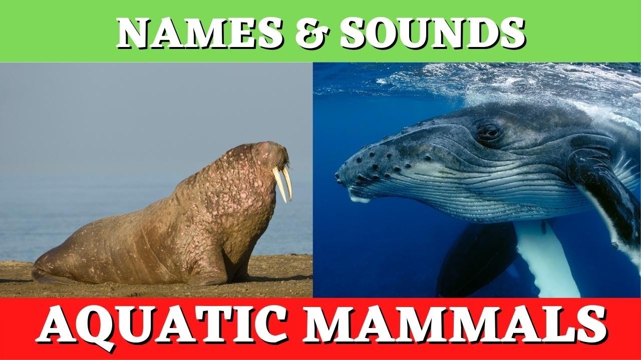 Learn Aquatic Mammal Names & Sounds for Kids | Aquatic Mammal Videos ...