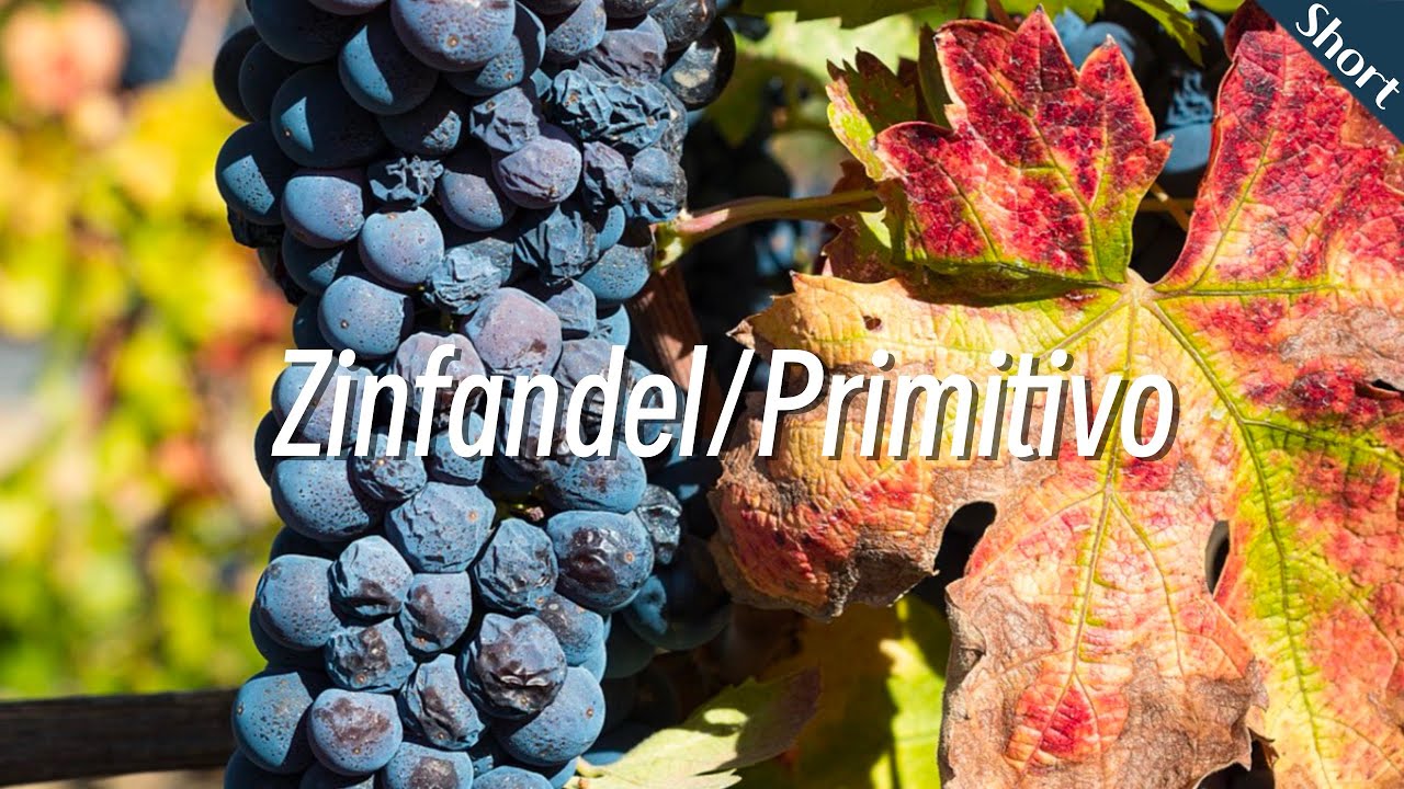 진판델 / 프리미티보 Zinfandel / Primitivo | 와인 품종 이야기 | 와인 기초 | 와인공부 - YouTube