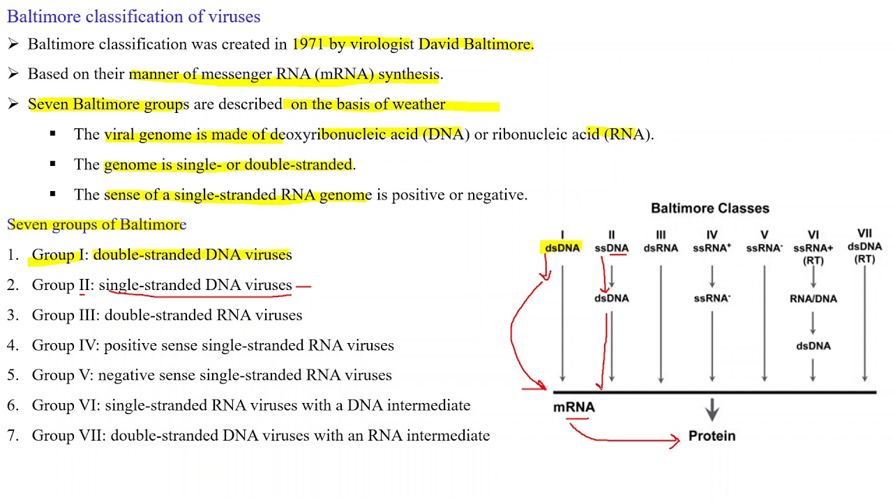Baltimore classification of virus (B.Sc part-I paper-I) By- Dr. Sunil ...