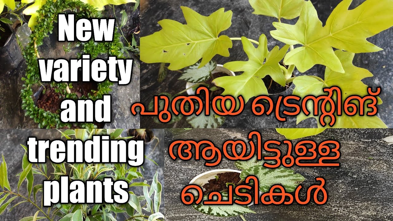 New variety plants|krung plant|varigated Eugenia|Golden selloum|Begonia ...